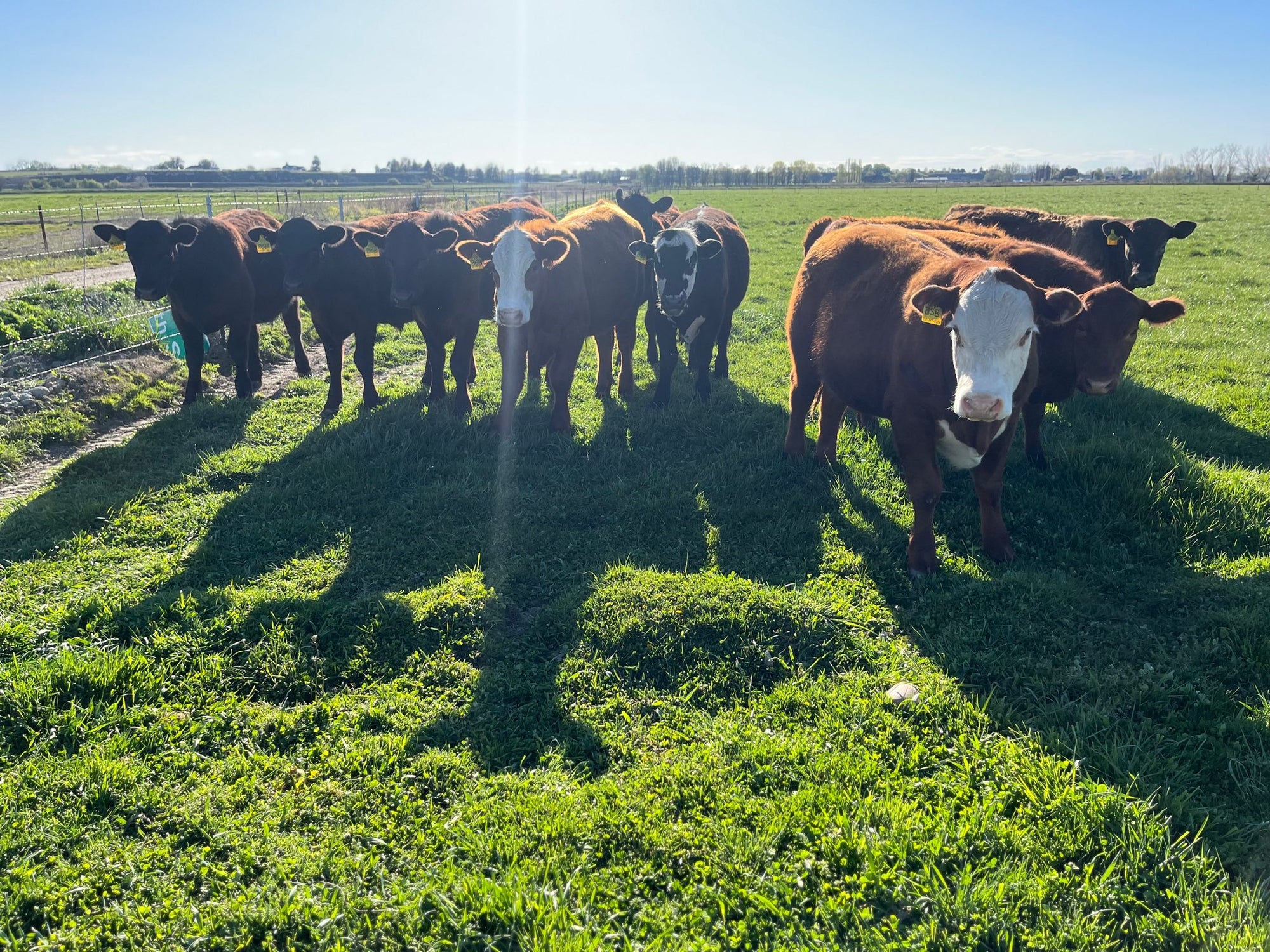 Bar Snake Beef - Online Beef Delivery