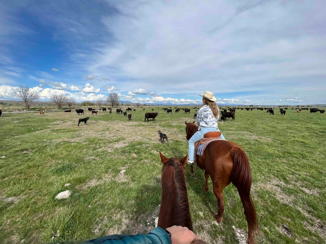 Bar Snake Beef - Online Beef Delivery