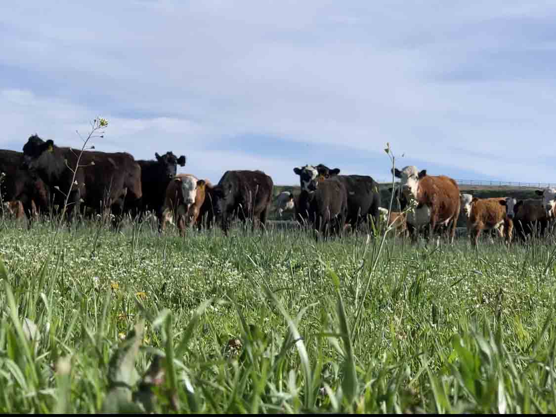 Behind the Brand – Bar Snake Beef