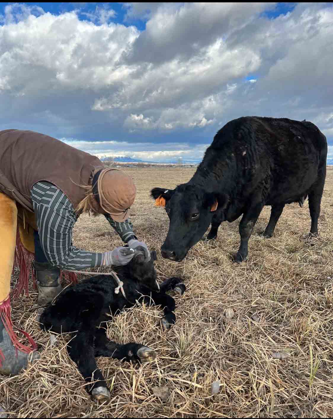 Bar Snake Beef - Online Beef Delivery