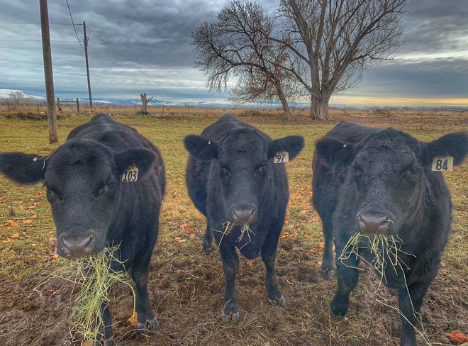 Bar Snake Beef - Online Beef Delivery