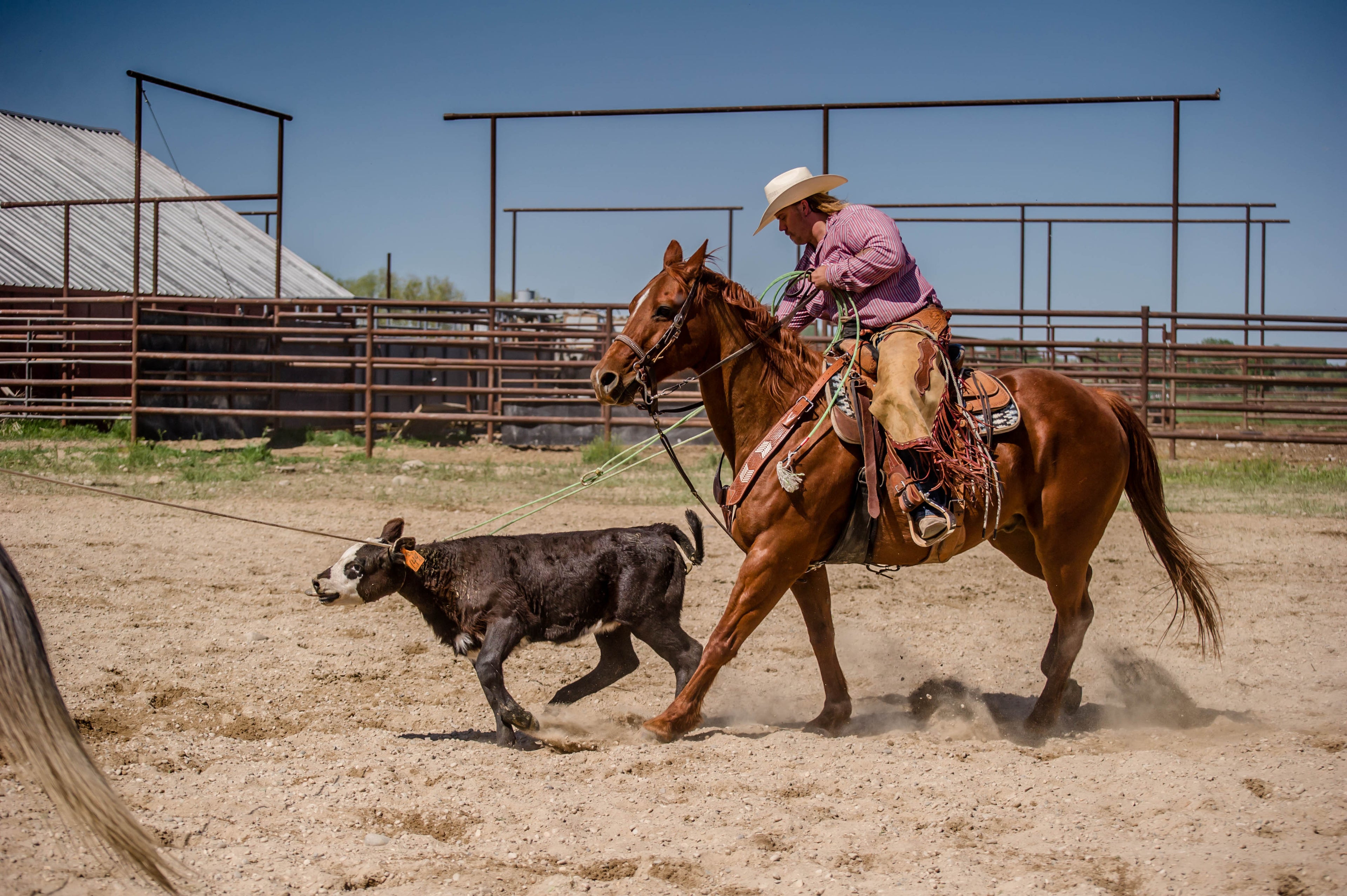 Behind the Brand – Bar Snake Beef