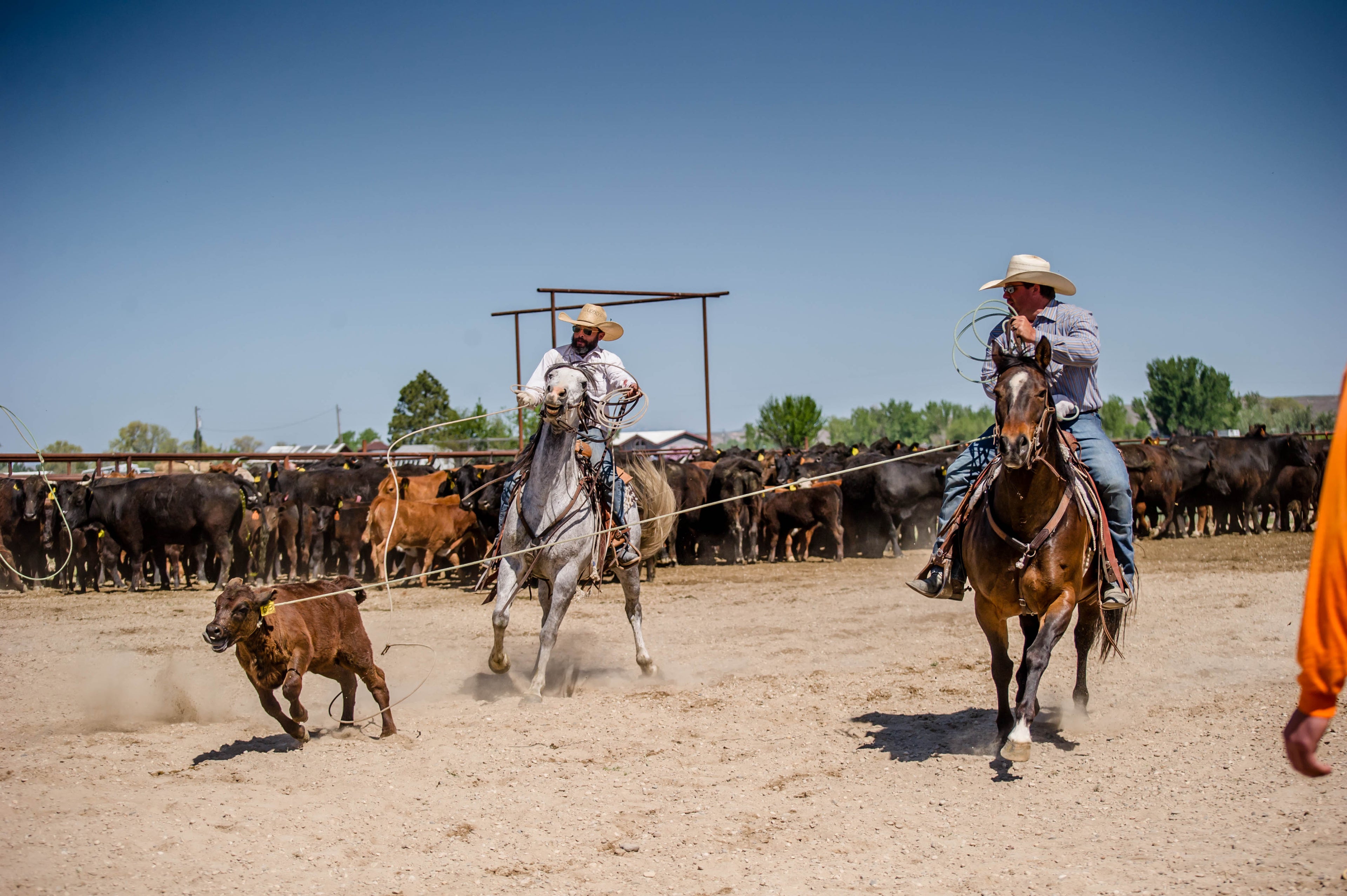 Bar Snake Beef - Online Beef Delivery